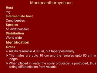 Lecture 15, acanthocephla | PPT