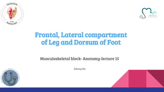 Lecture (15) Frontal, Lateral compartment of Leg and Dorsum.pdf