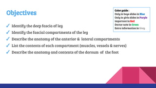 Lecture (15) Frontal, Lateral compartment of Leg and Dorsum.pdf