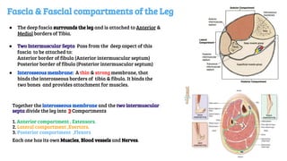 Lecture (15) Frontal, Lateral compartment of Leg and Dorsum.pdf