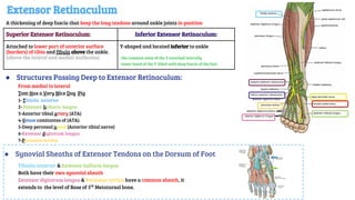 Lecture (15) Frontal, Lateral compartment of Leg and Dorsum.pdf