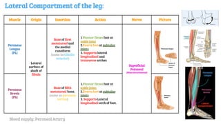 Lecture (15) Frontal, Lateral compartment of Leg and Dorsum.pdf