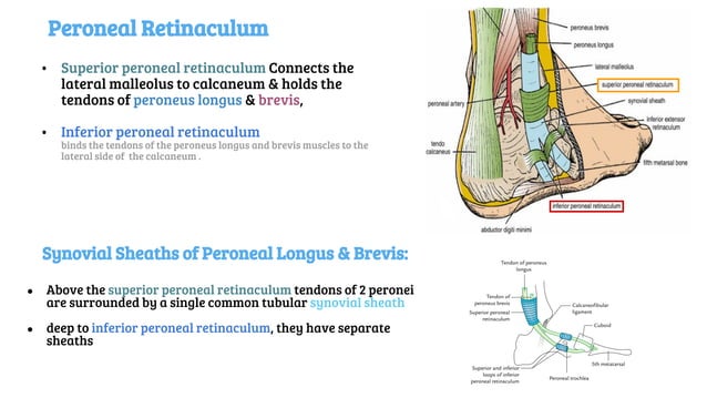 Lecture (15) Frontal, Lateral compartment of Leg and Dorsum.pdf