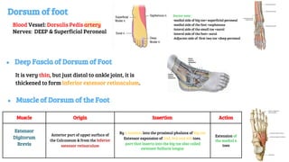 Lecture (15) Frontal, Lateral compartment of Leg and Dorsum.pdf
