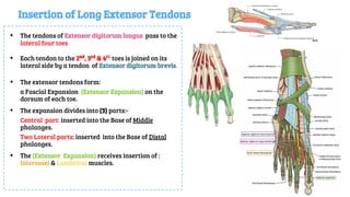 Lecture (15) Frontal, Lateral compartment of Leg and Dorsum.pdf