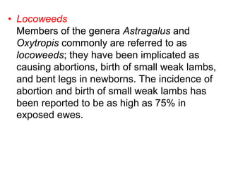 Lecture 15 infertility in sheep and goats | PDF