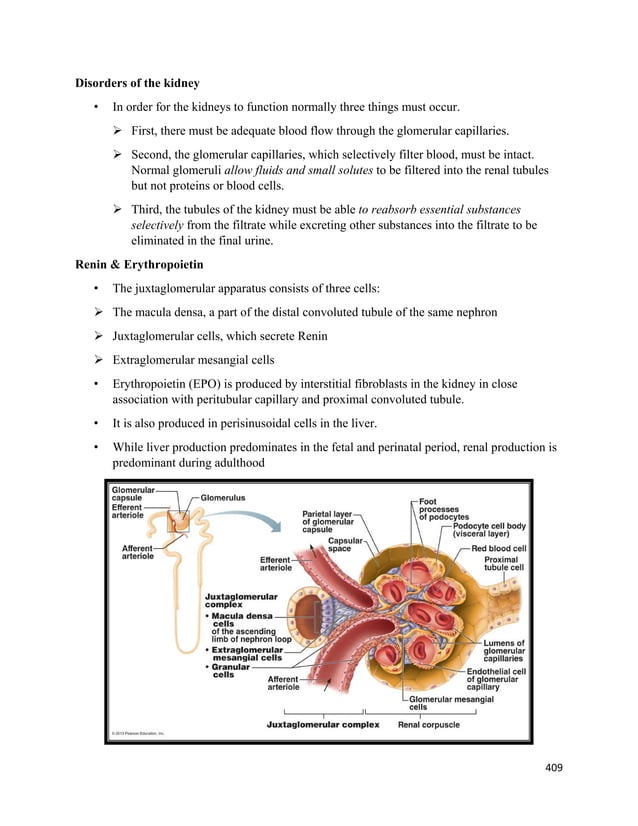 Lecture 15 kidney- pathology | PDF | Medical Health
