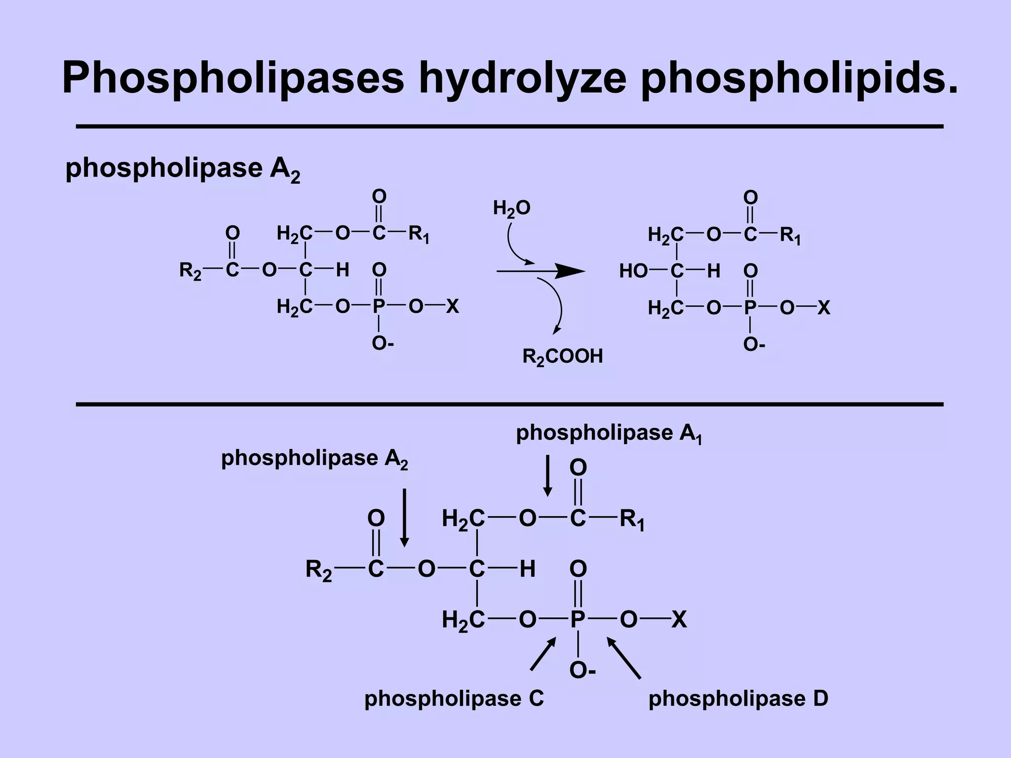 Lecture 15lipids | PPT