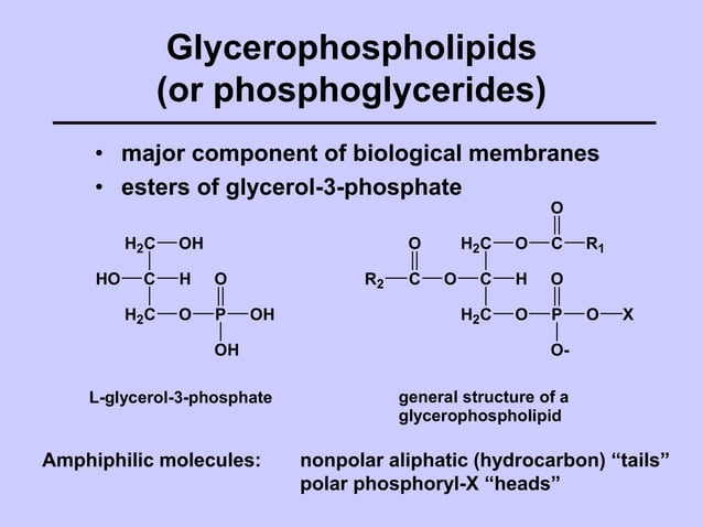 Lecture 15lipids | PPT