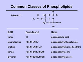 Lecture 15lipids | PPT