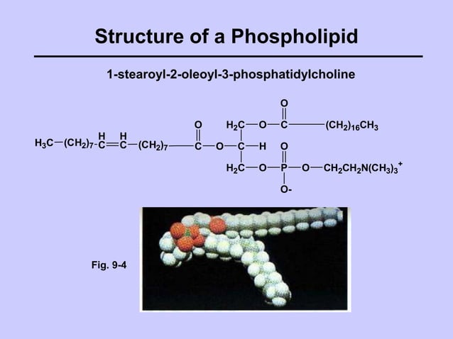 Lecture 15lipids | PPT