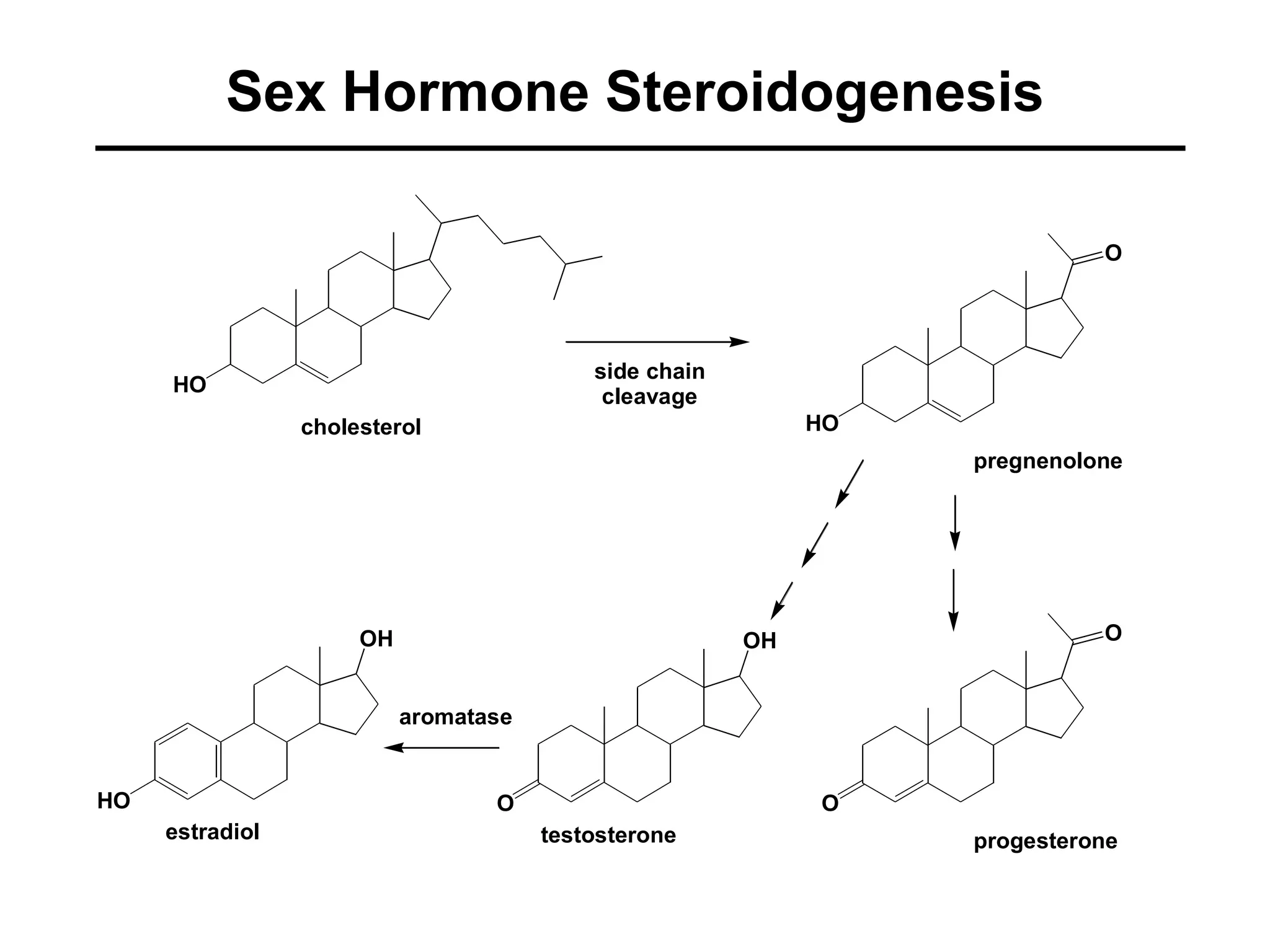 Lecture 15 lipids can be taught | PPT