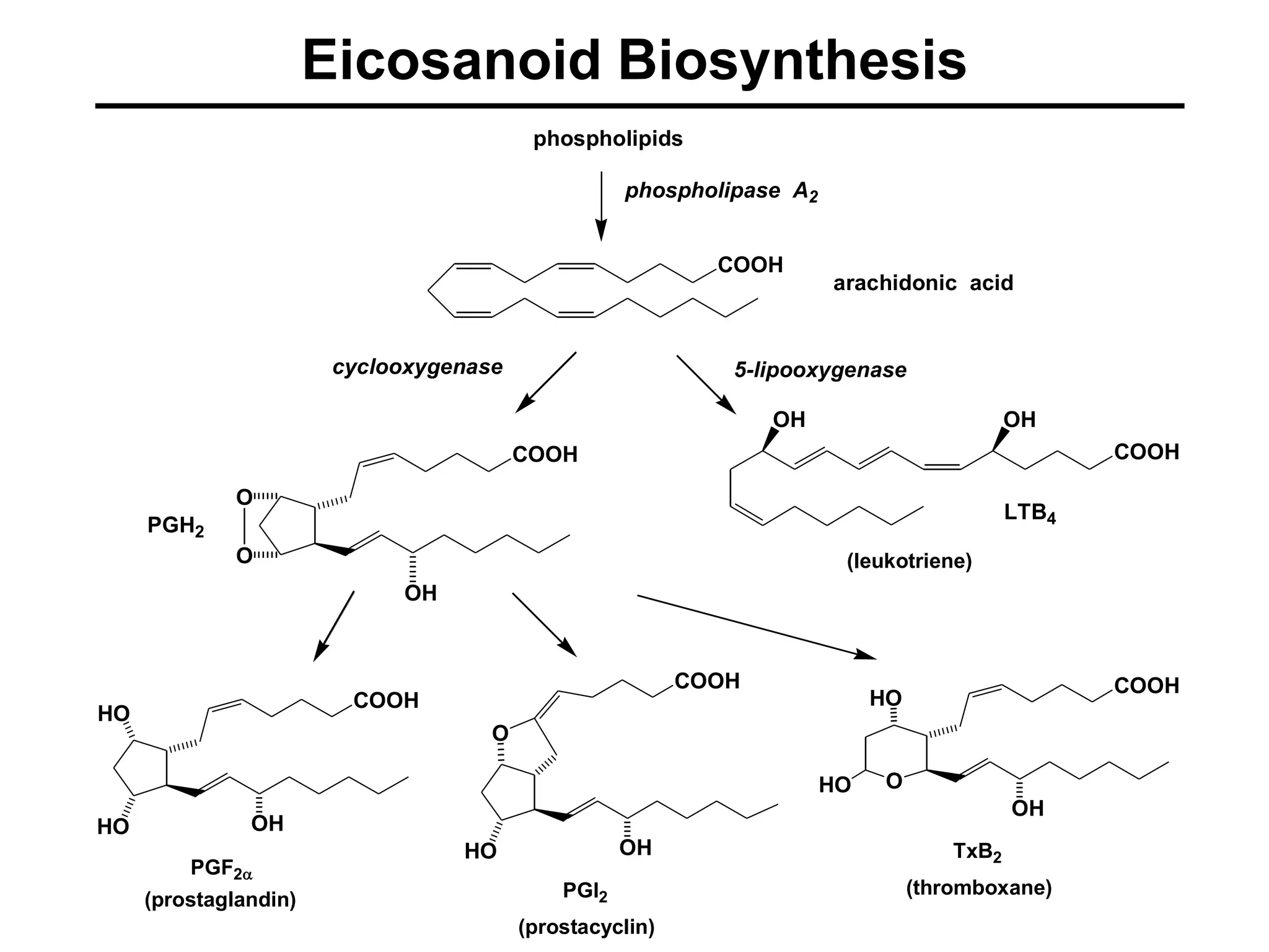 Lecture 15 lipids can be taught | PPT