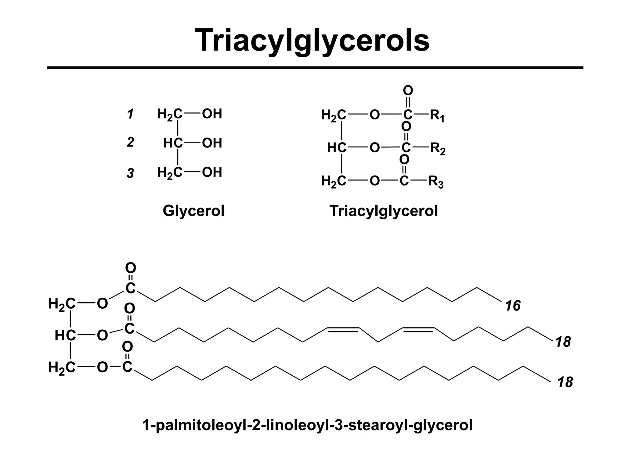 Lecture 15 lipids can be taught | PPT