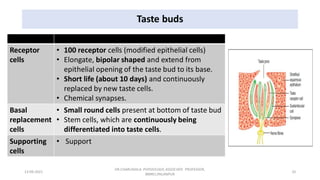 Lecture 8 /2022 Special senses: Taste | PDF
