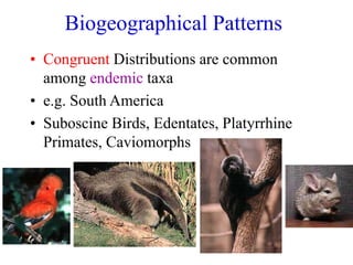 lecture16materialpptbiogeography biologi | PPT