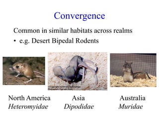 lecture16materialpptbiogeography biologi | PPT