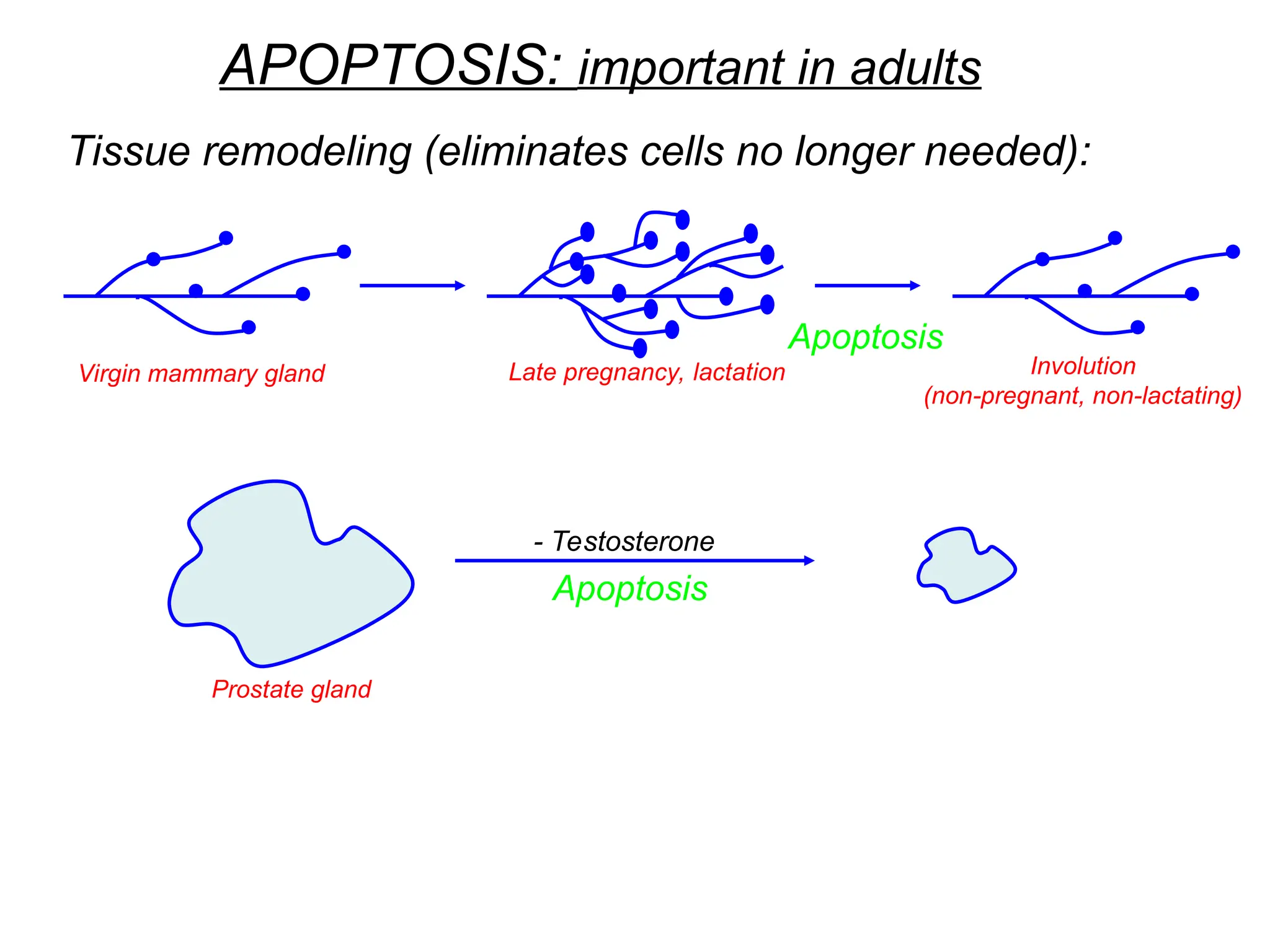 lecture16 apoptosis mechanism in biology.ppt