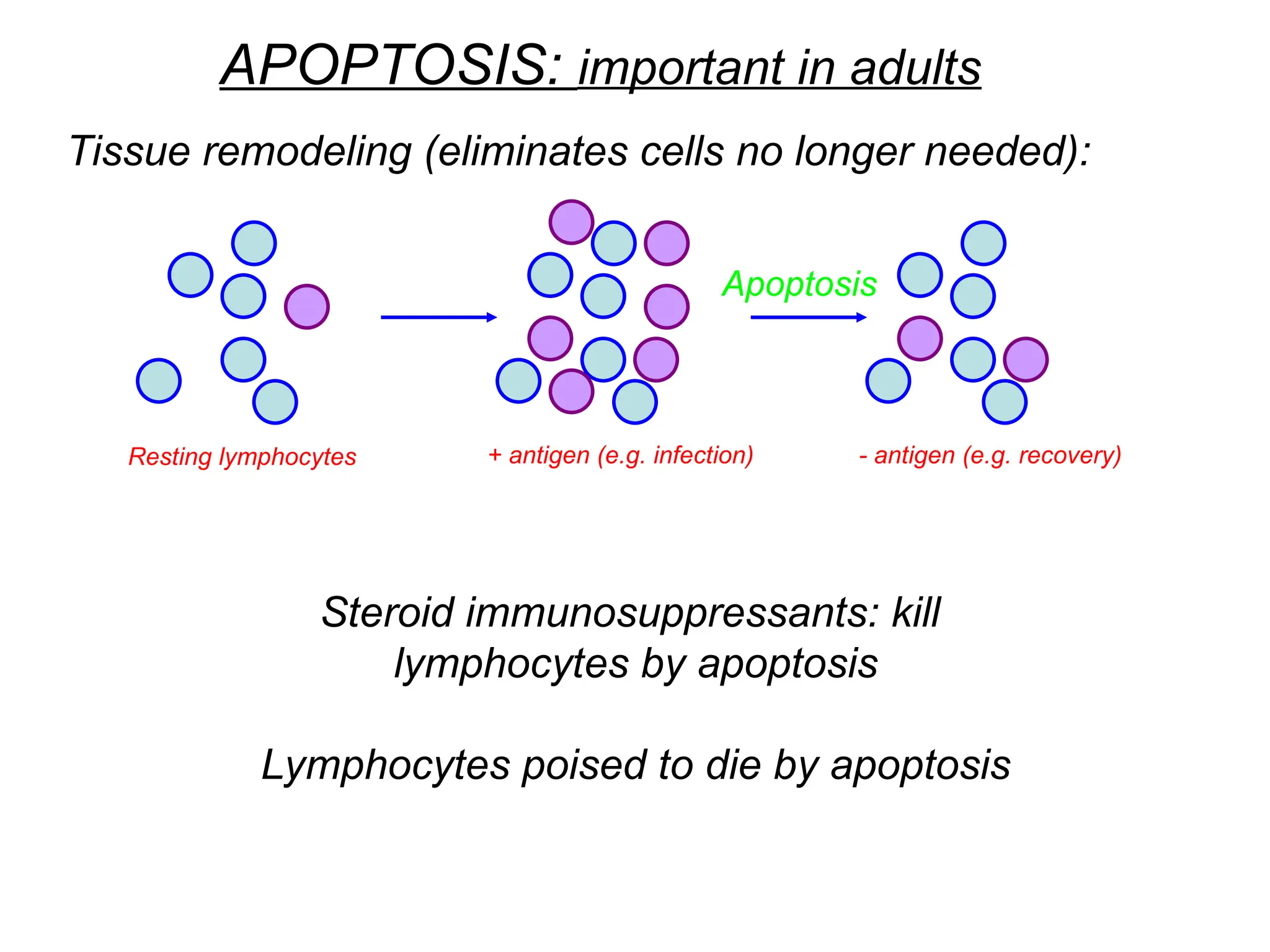 lecture16 apoptosis mechanism in biology.ppt
