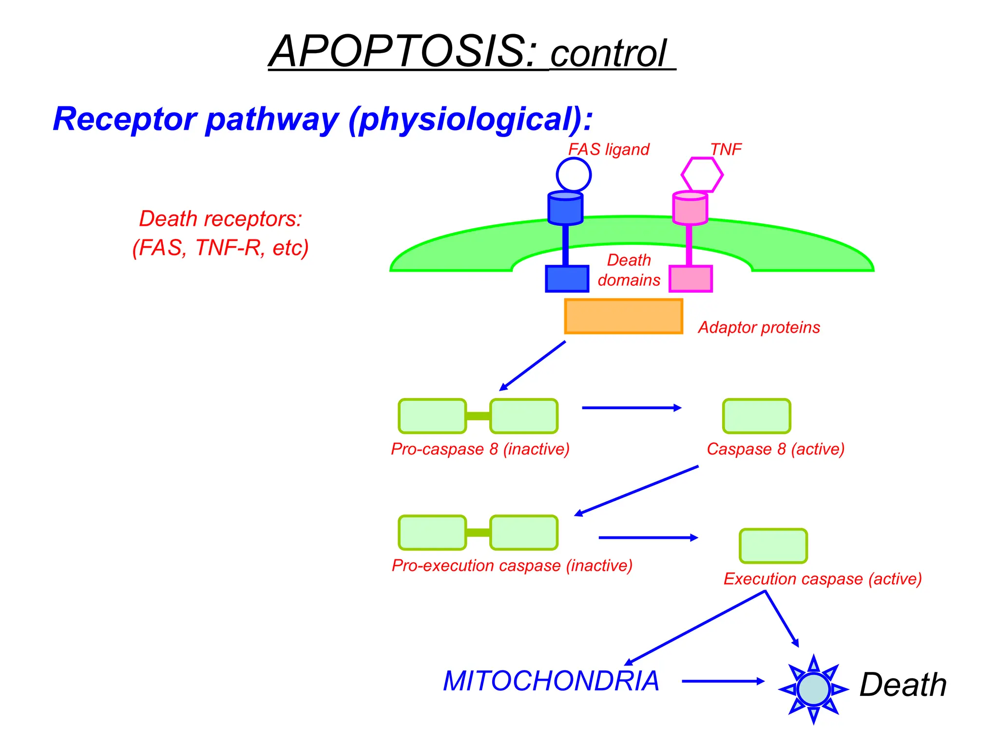 lecture16 apoptosis mechanism in biology.ppt
