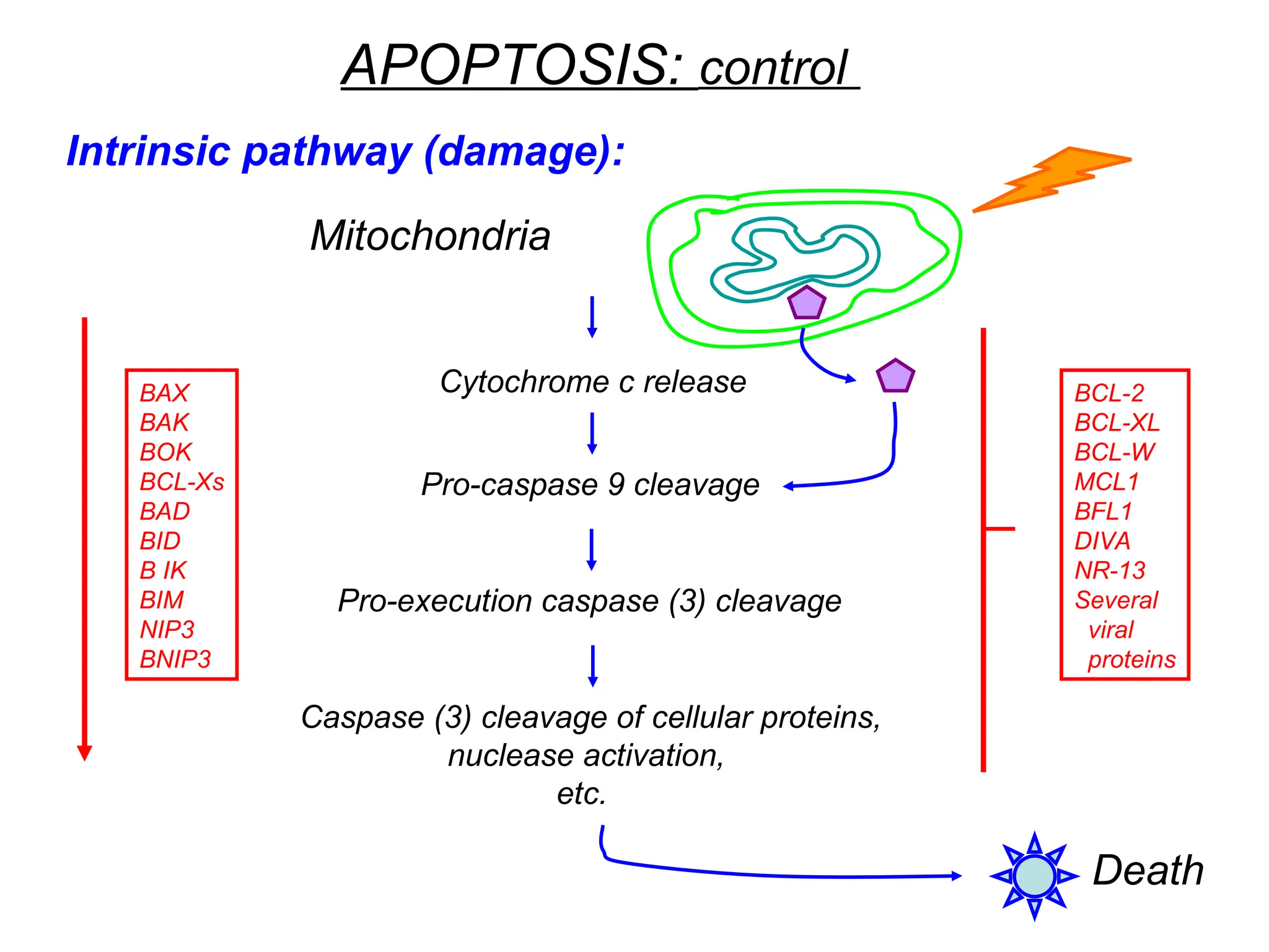 lecture16 apoptosis mechanism in biology.ppt