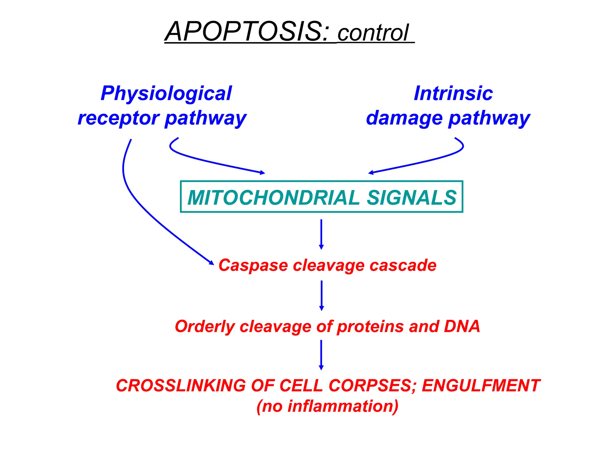 lecture16 apoptosis mechanism in biology.ppt