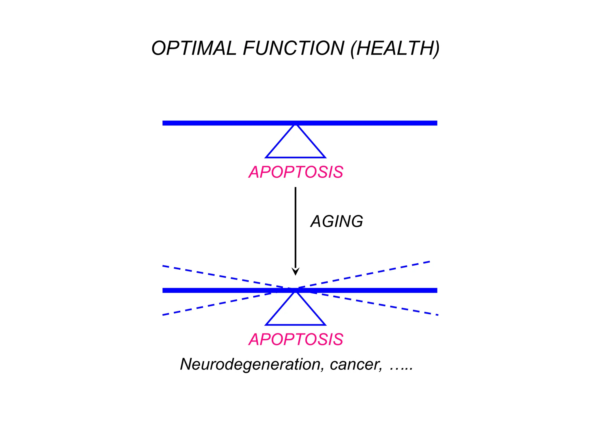 lecture16 apoptosis mechanism in biology.ppt