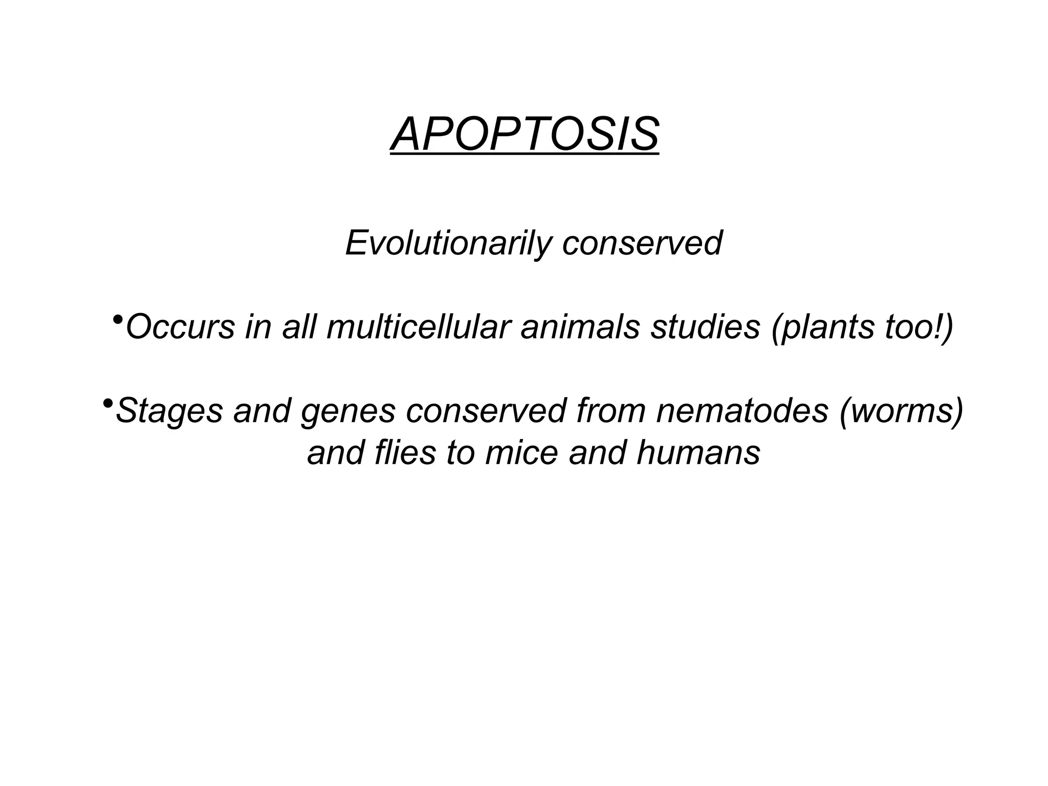 lecture16 apoptosis mechanism in biology.ppt