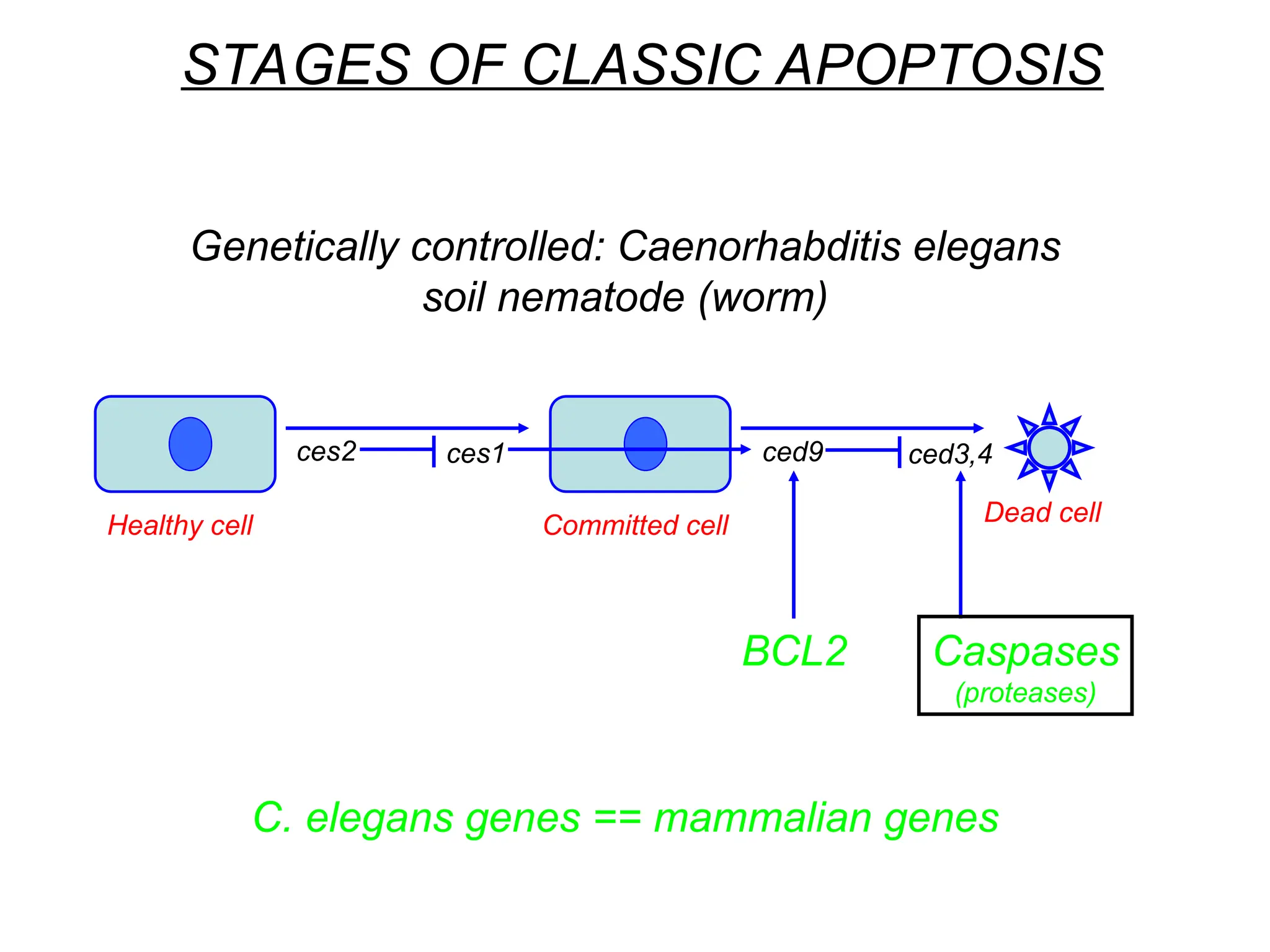lecture16 apoptosis mechanism in biology.ppt
