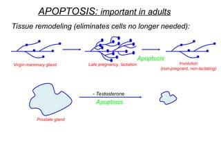 lecture16 apoptosis mechanism in biology.ppt