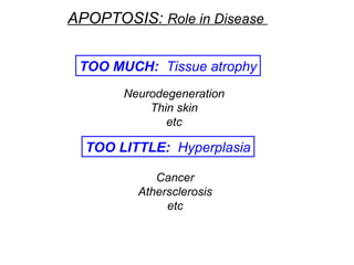 lecture16 apoptosis mechanism in biology.ppt