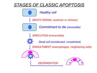 lecture16 apoptosis mechanism in biology.ppt