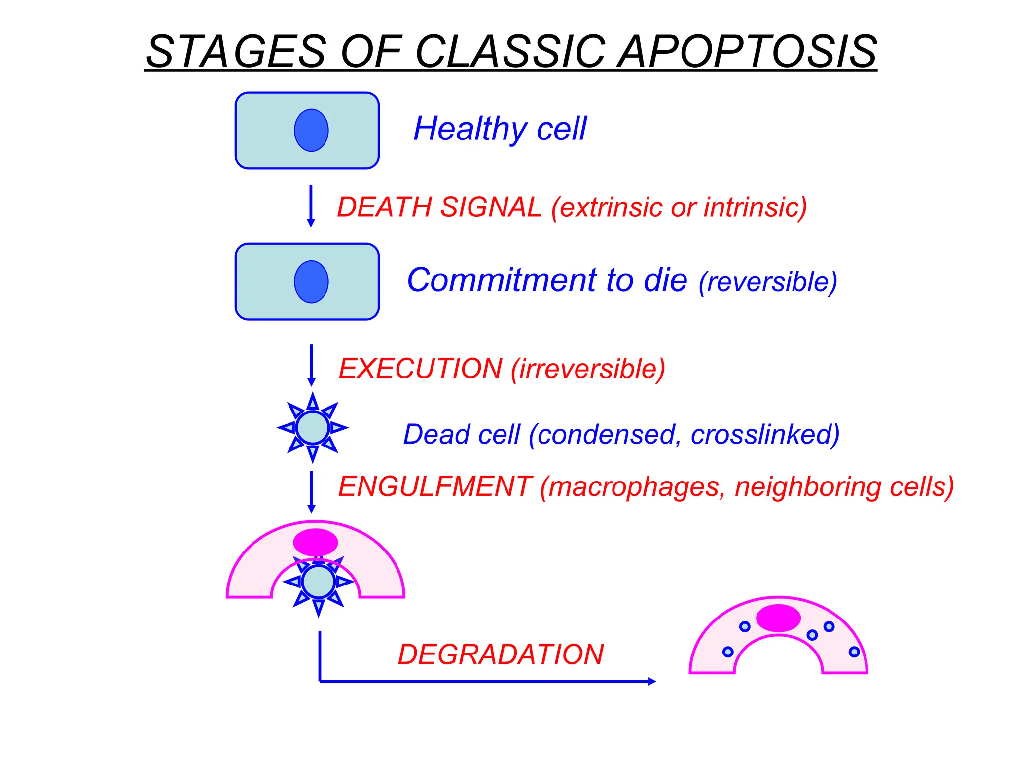 lecture apoptosis for gradutes .ppt