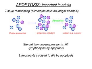 lecture apoptosis for gradutes .ppt