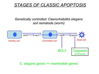 lecture apoptosis for gradutes .ppt