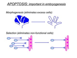 lecture apoptosis for gradutes .ppt