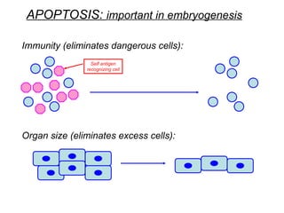 lecture apoptosis for gradutes .ppt