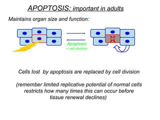 Programmed cell death (apoptosis). • Integral part of life ...