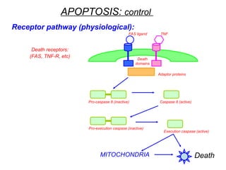 Programmed cell death (apoptosis). • Integral part of life ...