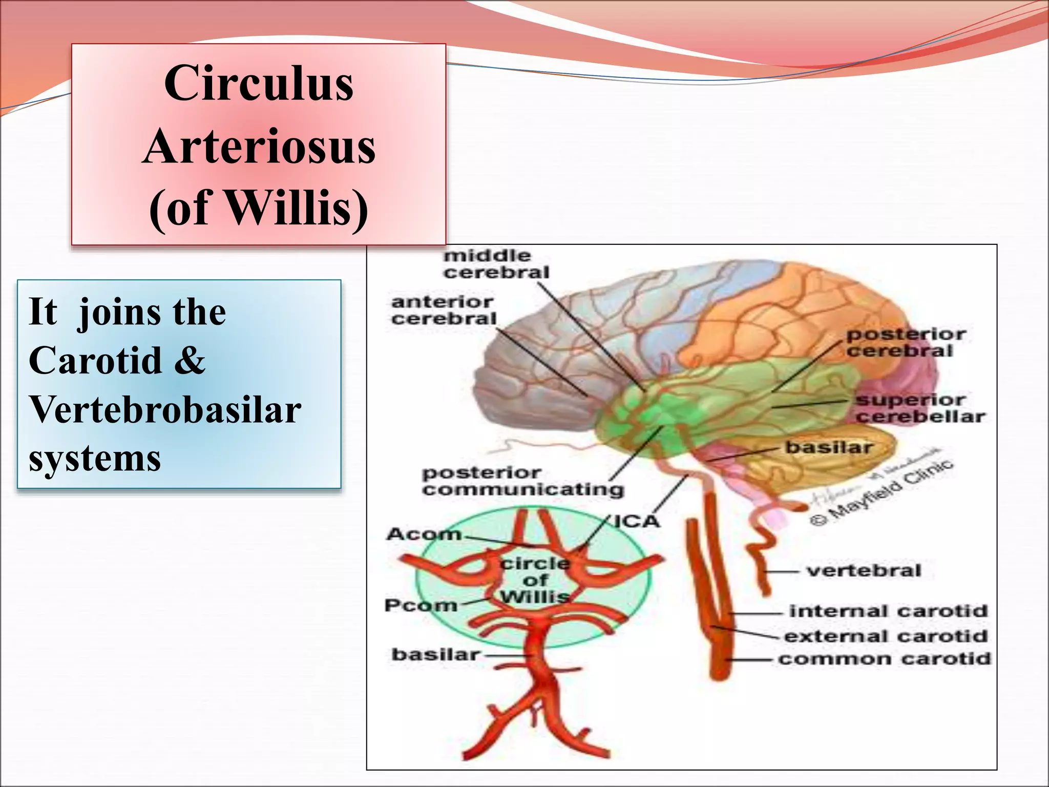 Lecture 16 - blood supply of cerebrum.ppt