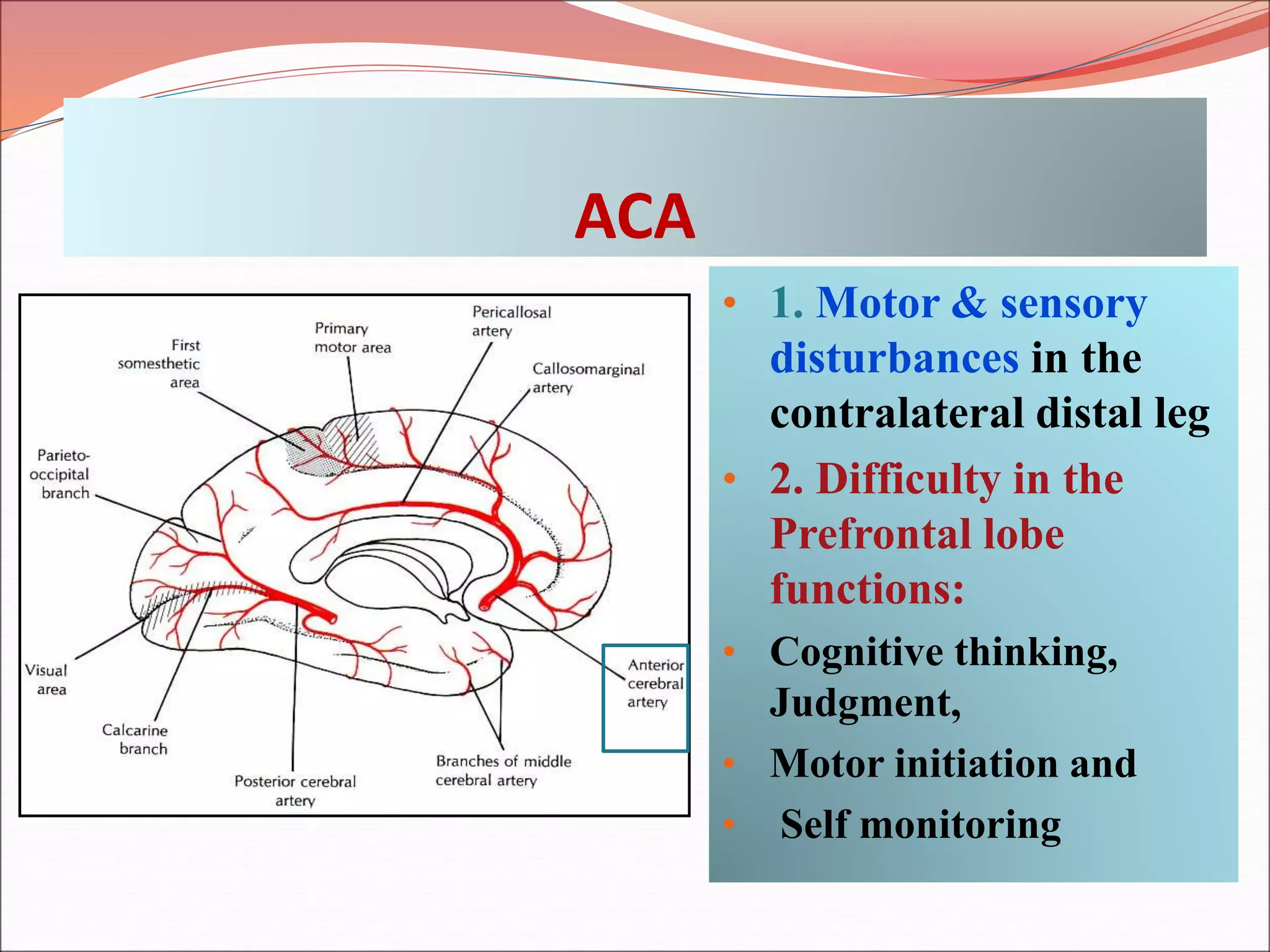 Lecture 16 - blood supply of cerebrum.ppt