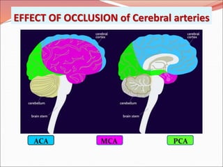 Lecture 16 - blood supply of cerebrum.ppt