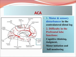 Lecture 16 - blood supply of cerebrum.ppt