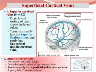 Lecture 16 - blood supply of cerebrum.ppt