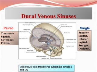 Lecture 16 - blood supply of cerebrum.ppt
