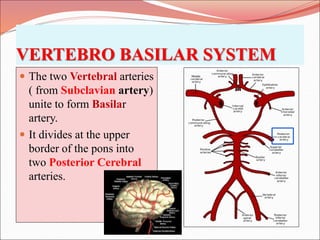 Lecture 16 - blood supply of cerebrum.ppt
