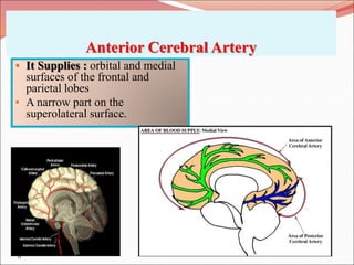 Lecture 16 - blood supply of cerebrum.ppt