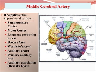 Lecture 16 - blood supply of cerebrum.ppt