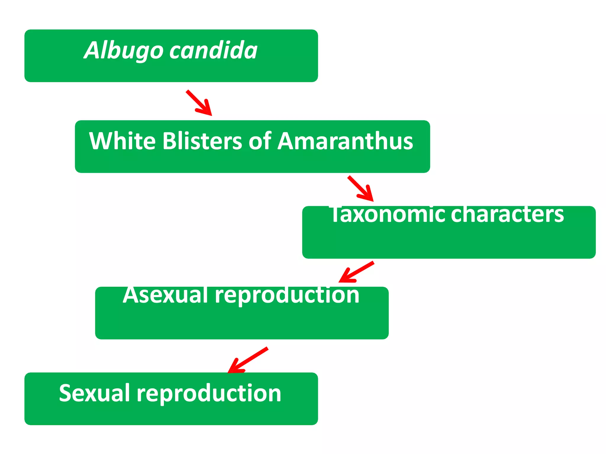 Lecture 16 Albugo candida.pptx