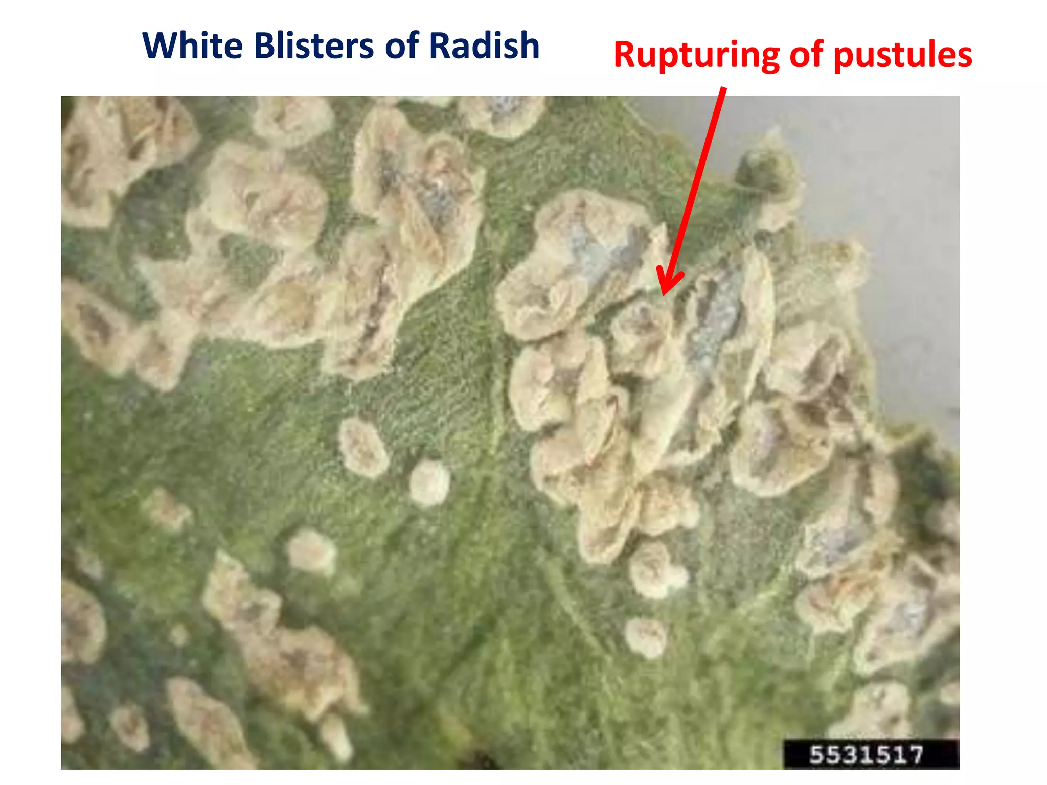 Lecture 16 Albugo candida.pptx | Infertility | Reproductive Health